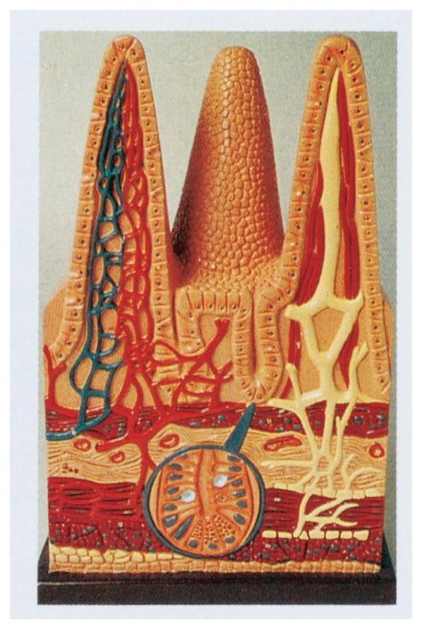 Villi Model | HealingTones.org